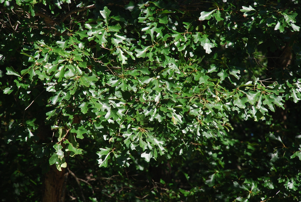 Quercus x garlandensis (Garland's Oak, Hybrid Oak) | North Carolina ...