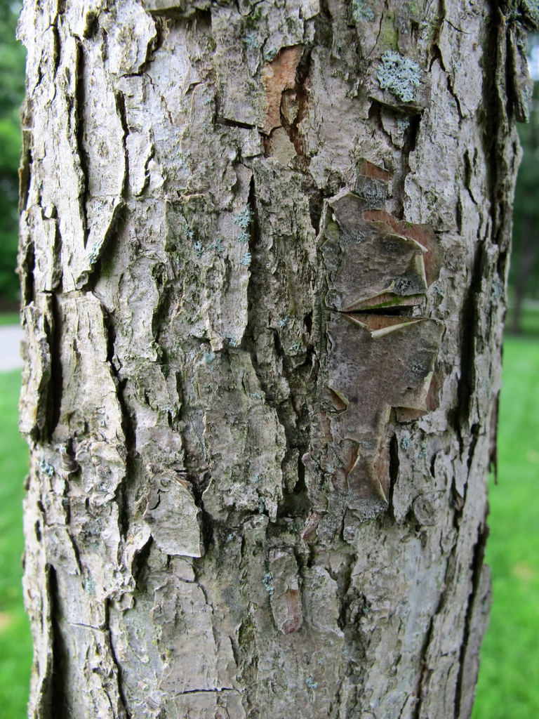Quercus bicolor (Black Oak, Oaks, Swamp White Oak) | North Carolina ...
