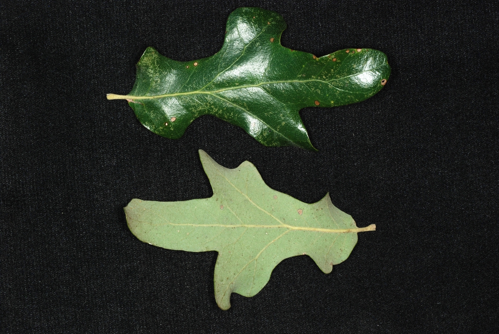 False Sand Post Oak - Quercus x drummondii | North Carolina Extension ...