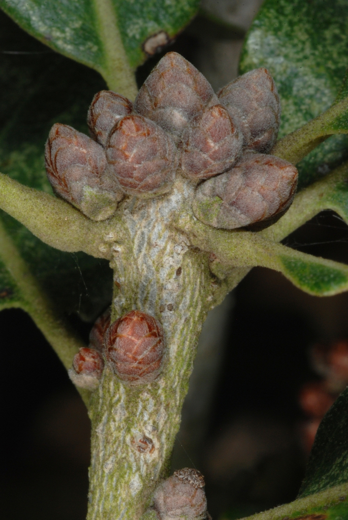 False Sand Post Oak - Quercus x drummondii | North Carolina Extension ...