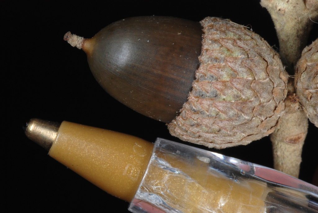 False Sand Post Oak - Quercus x drummondii | North Carolina Extension ...