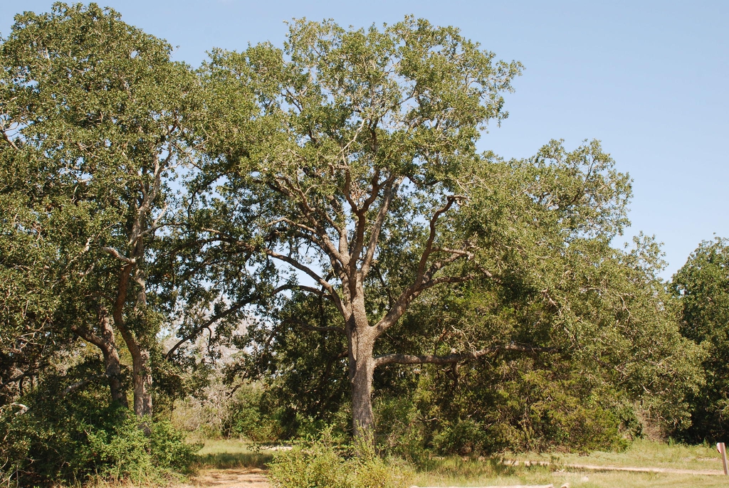 False Sand Post Oak - Quercus x drummondii | North Carolina Extension ...