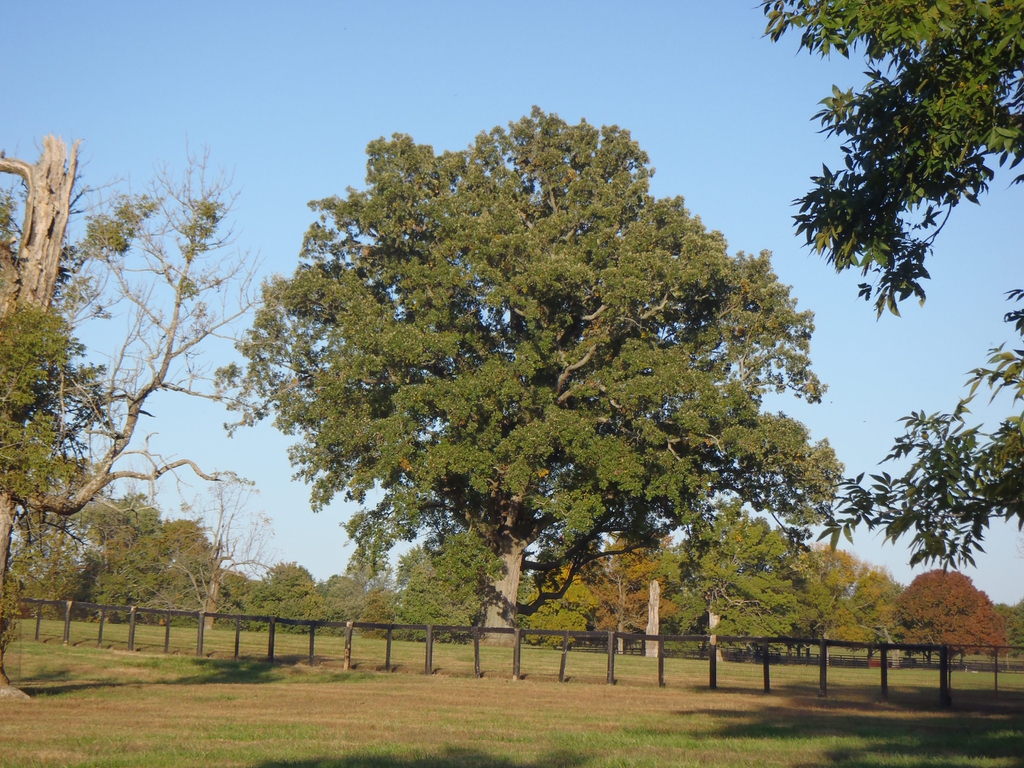 Quercus macrocarpa (Bur Oak) | North Carolina Extension Gardener Plant ...