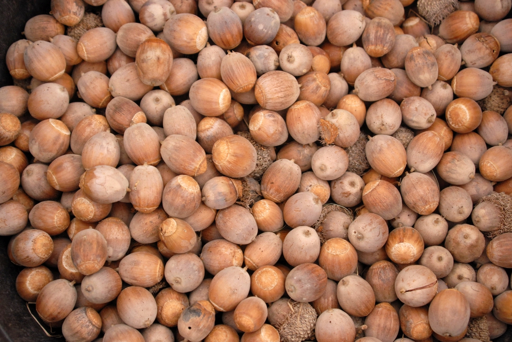 Quercus macrocarpa (Bur Oak) | North Carolina Extension Gardener Plant ...