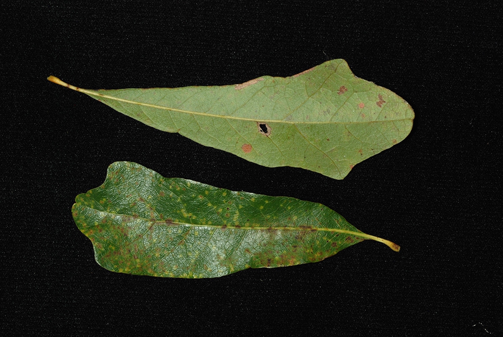 Quercus sinuata var. sinuata | North Carolina Extension Gardener Plant ...