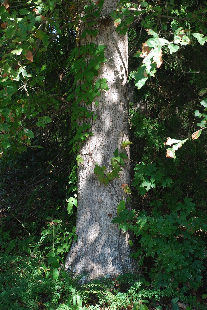 Quercus sinuata var. sinuata | North Carolina Extension Gardener Plant ...