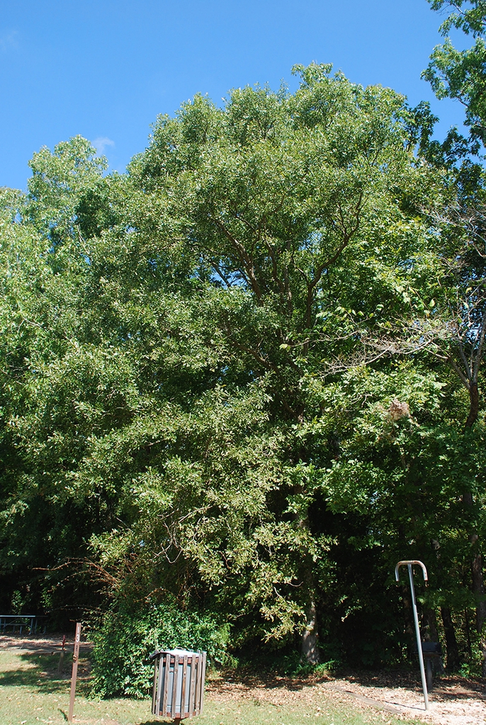 Quercus sinuata var. sinuata | North Carolina Extension Gardener Plant ...