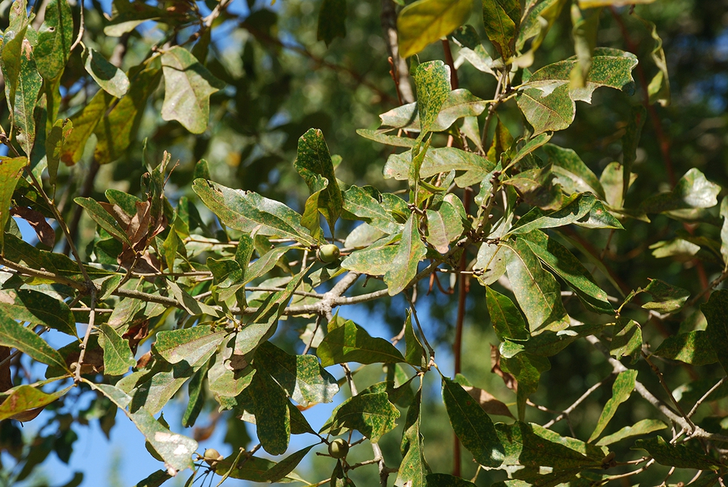 Quercus sinuata var. sinuata | North Carolina Extension Gardener Plant ...