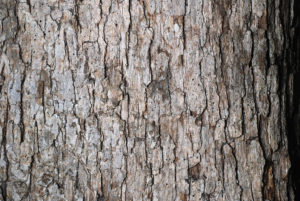 Quercus sinuata var. sinuata | North Carolina Extension Gardener Plant ...