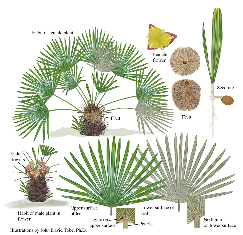 Rhapidophyllum hystrix (Needle Palm, Porcupine Palm) | North Carolina ...