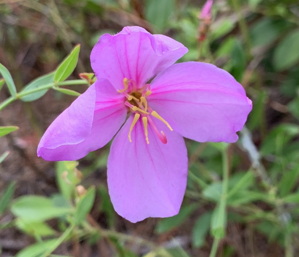 Rhexia alifanus (Savanna Meadow Beauty, Smooth Meadow Beauty) | North ...
