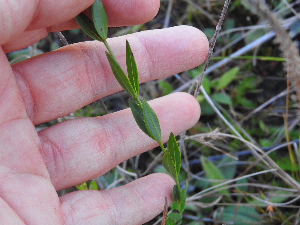 Rhexia alifanus (Savanna Meadow Beauty, Smooth Meadow Beauty) | North ...