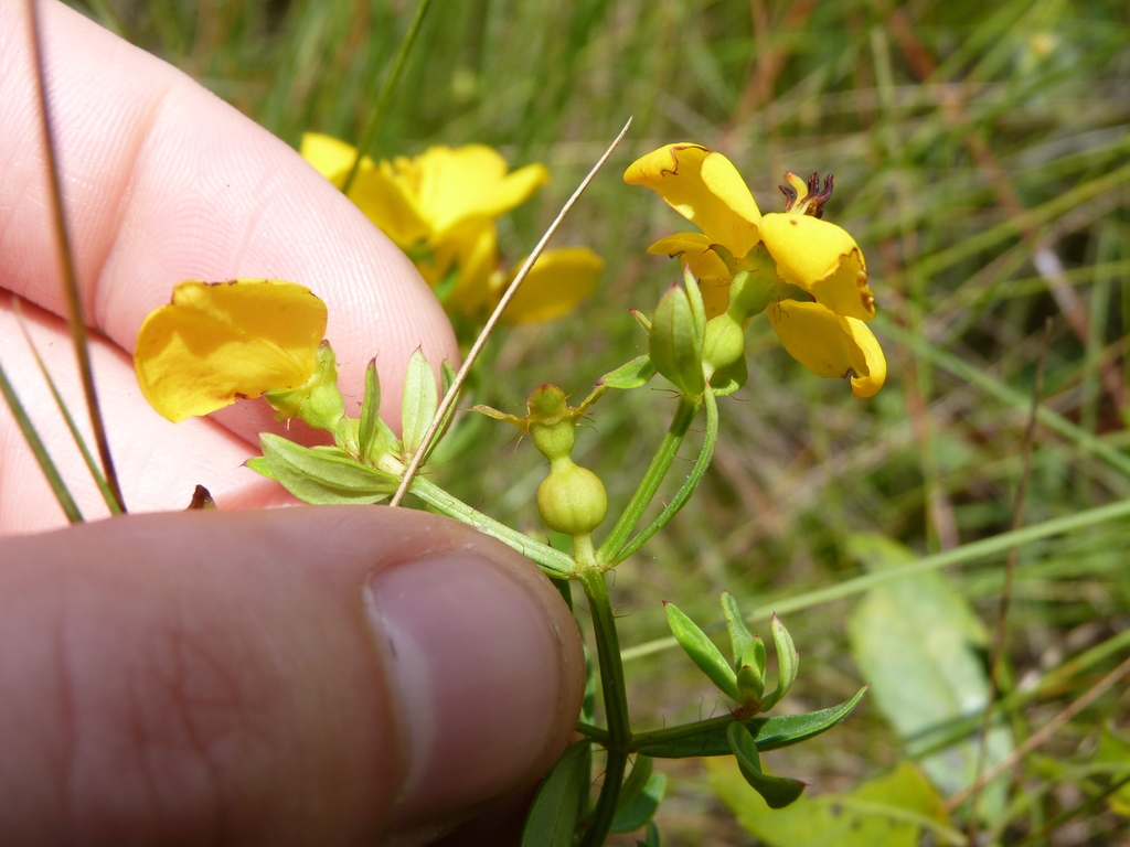 Rhexia lutea (Golden Meadow-beauty, Yellow Meadowbeauty) | North ...