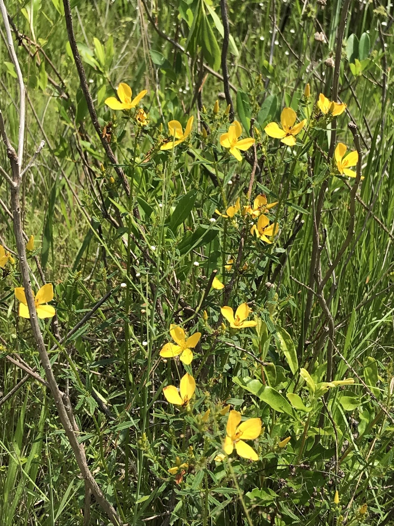 Rhexia lutea (Golden Meadow-beauty, Yellow Meadowbeauty) | North ...