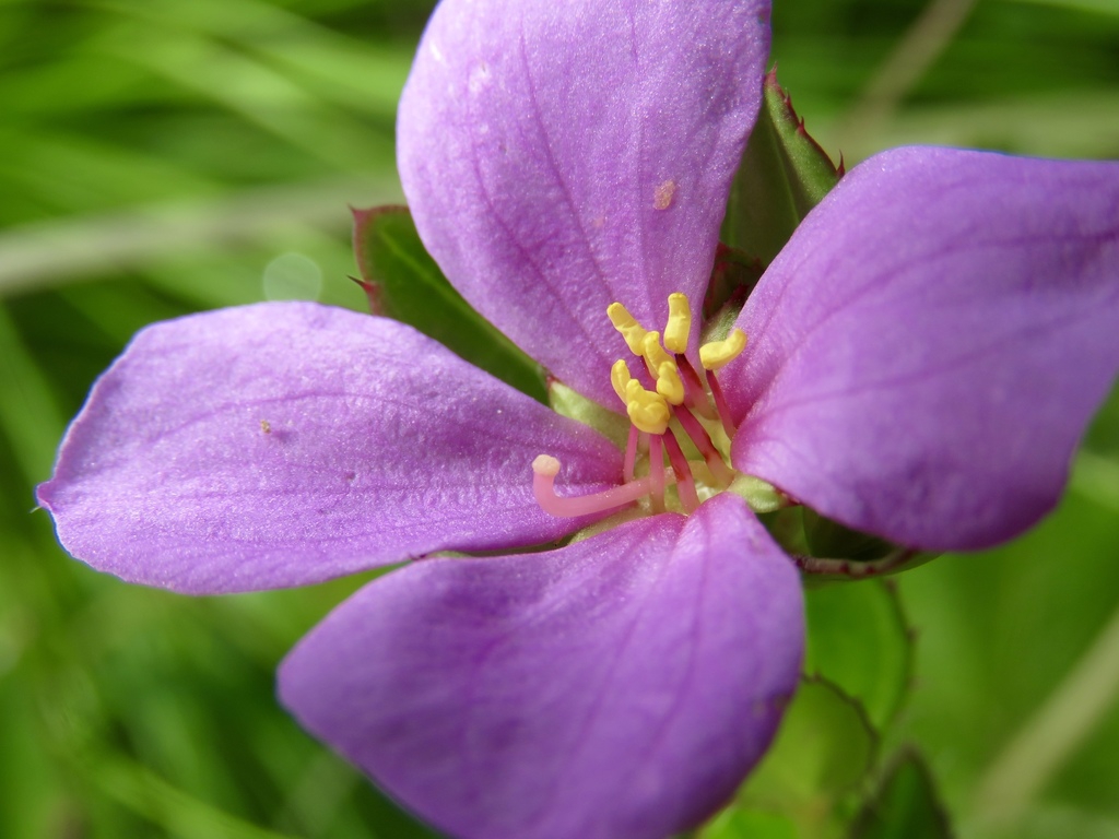 Rhexia petiolata (Ciliate Meadow-beauty) | North Carolina Extension ...
