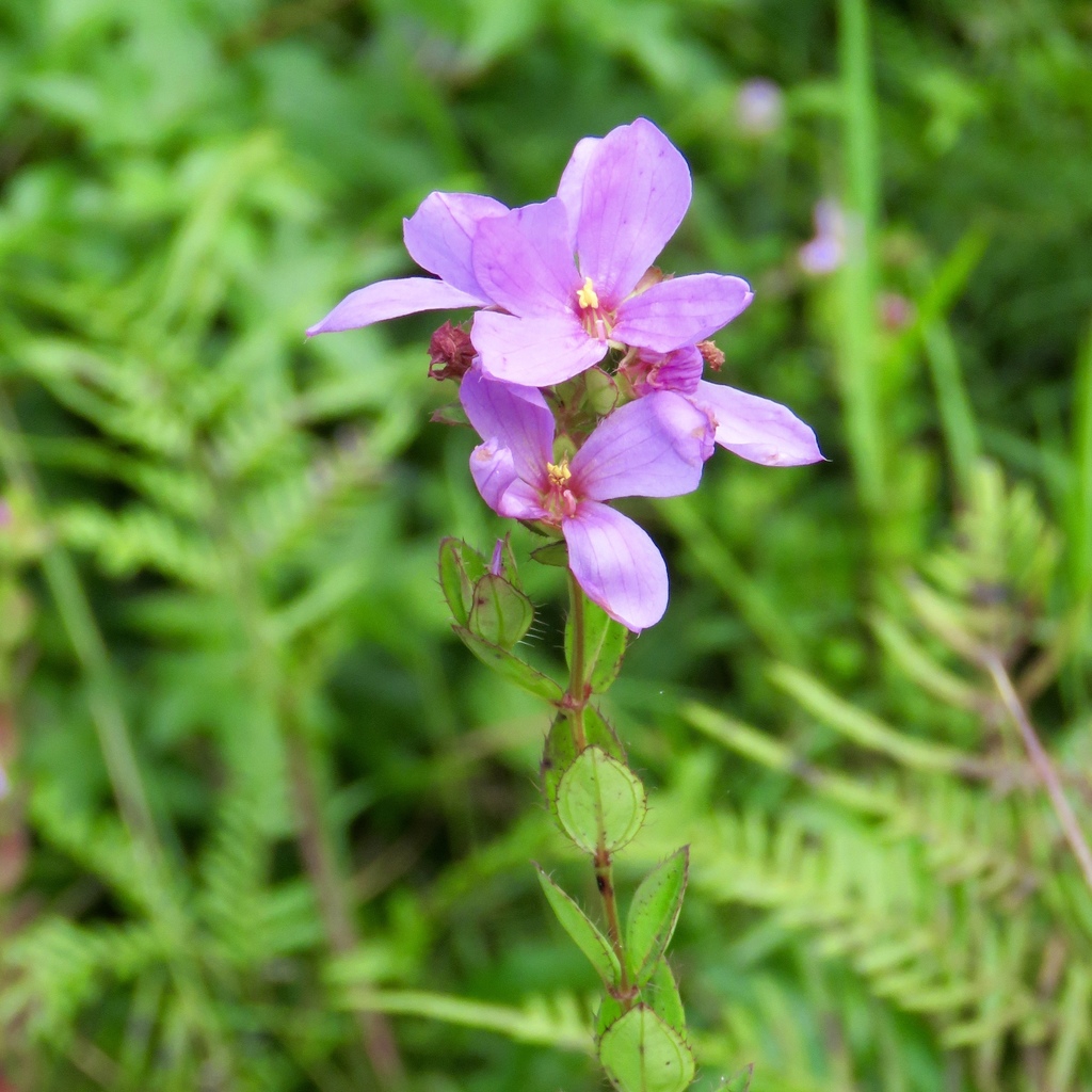 Rhexia petiolata (Ciliate Meadow-beauty) | North Carolina Extension ...