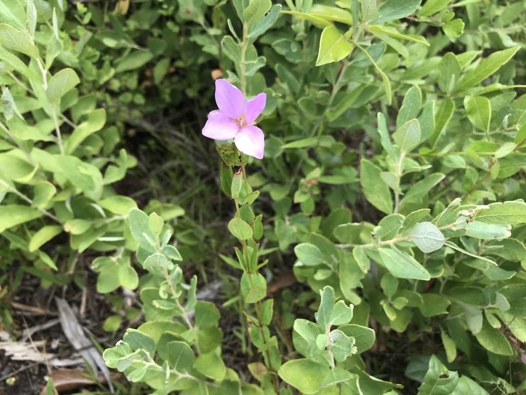 Rhexia petiolata (Ciliate Meadow-beauty) | North Carolina Extension ...