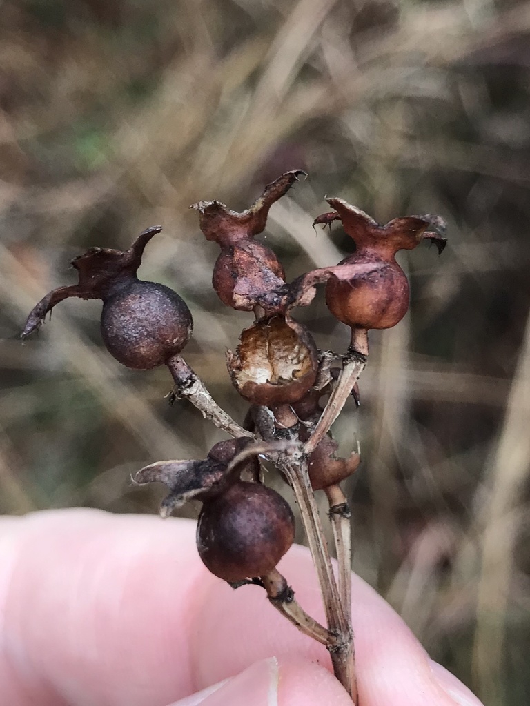 Rhexia petiolata (Ciliate Meadow-beauty) | North Carolina Extension ...