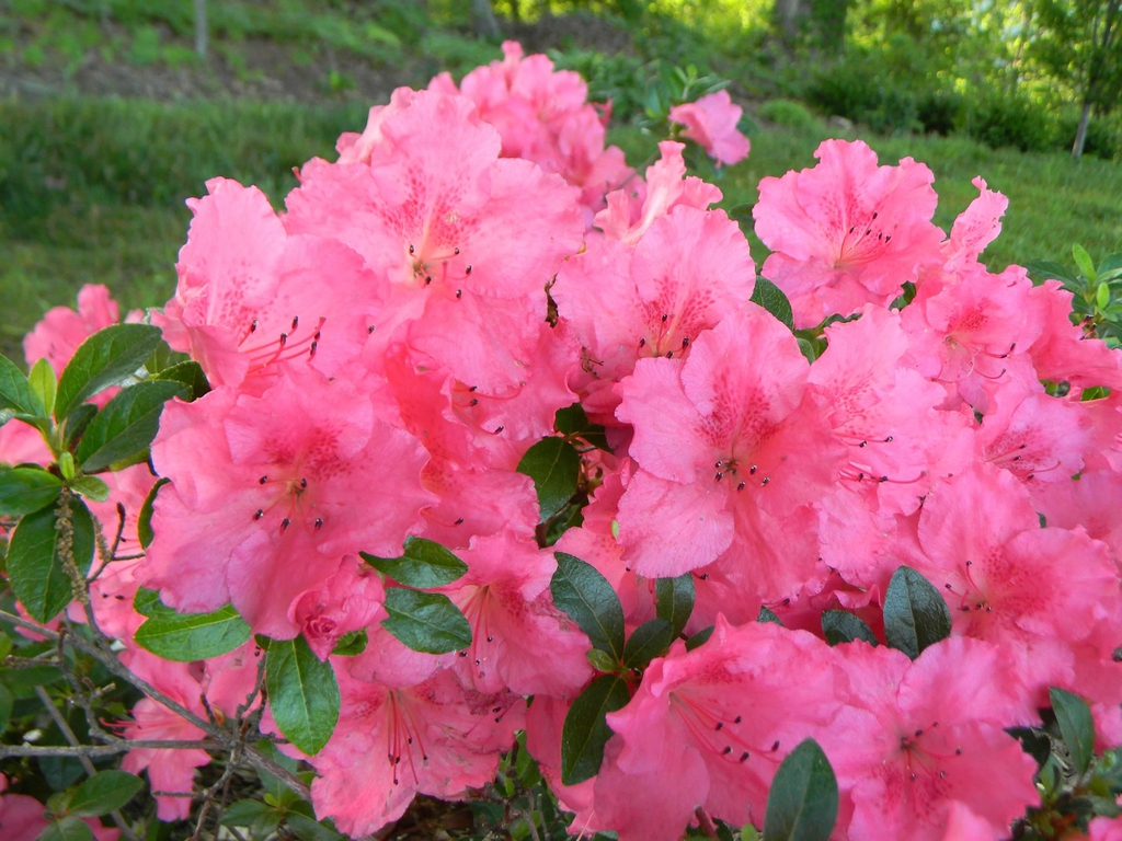 Rhododendron indicum 'Coral Bells' (Coral Bells Azalea, Kurume hybrid ...