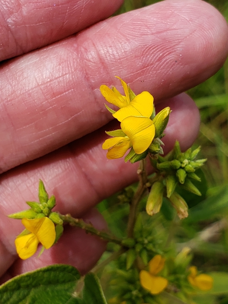 Rhynchosia tomentosa (Erect Snoutbean, Hairy Snoutbean, Twining ...