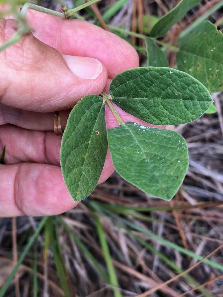 Rhynchosia tomentosa (Erect Snoutbean, Hairy Snoutbean, Twining ...