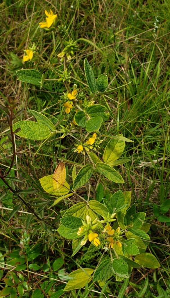 Rhynchosia tomentosa (Erect Snoutbean, Hairy Snoutbean, Twining ...