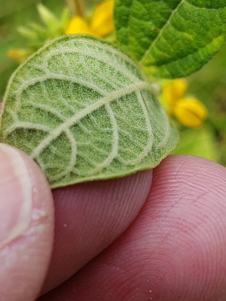 Rhynchosia tomentosa (Erect Snoutbean, Hairy Snoutbean, Twining ...