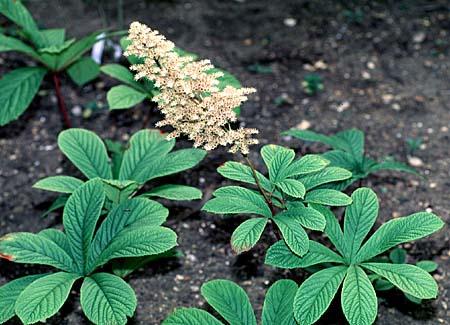 Rodgersia (Rodgersia) | North Carolina Extension Gardener Plant Toolbox
