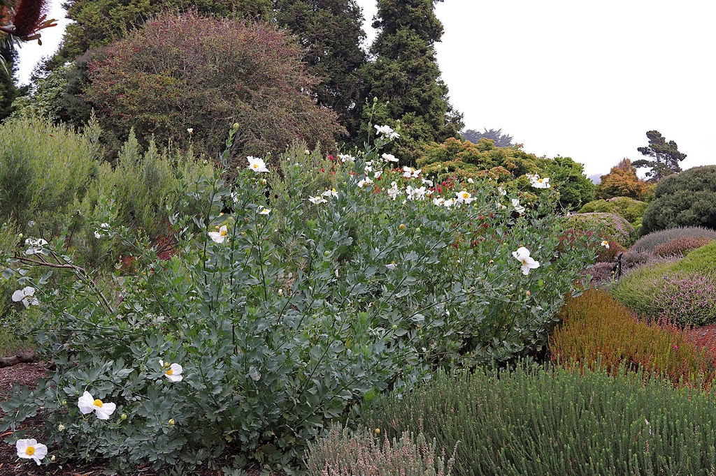 Romneya coulteri (California Tree Poppy) | North Carolina Extension ...