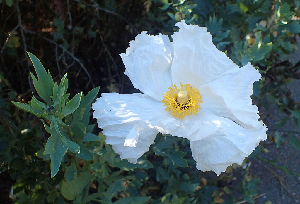 Romneya coulteri (California Tree Poppy) | North Carolina Extension ...