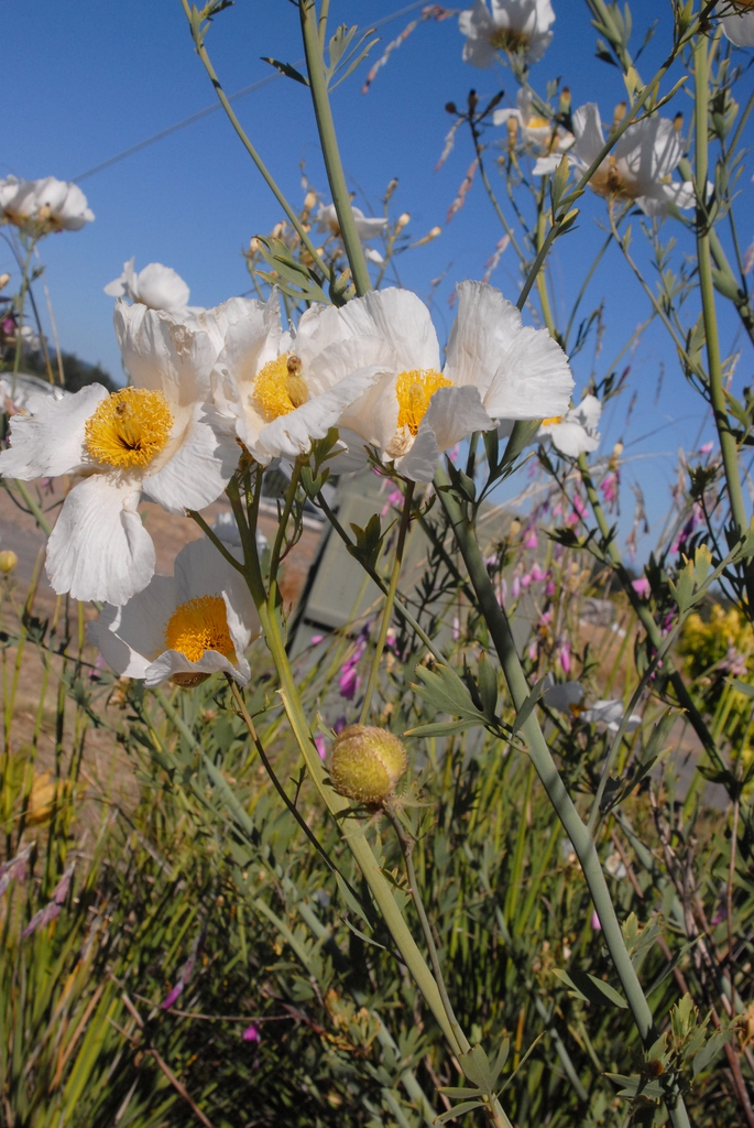 Romneya coulteri (California Tree Poppy) | North Carolina Extension ...