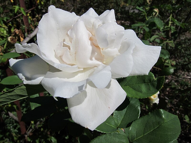 Rosa 'Frau Karl Druschki' (Frau Karl Druschki rose, Snow Queen rose ...