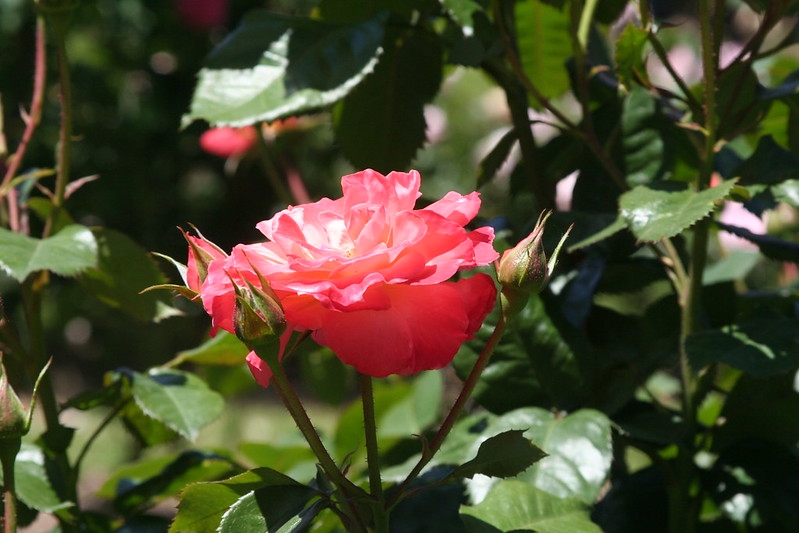 All That Jazz - Rosa All That Jazz 'TWOadvance' | North Carolina ...