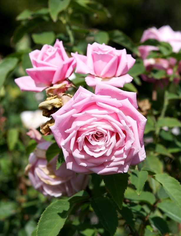 Belinda's Dream rose (Rosa 'Belinda's Dream') Care Guide