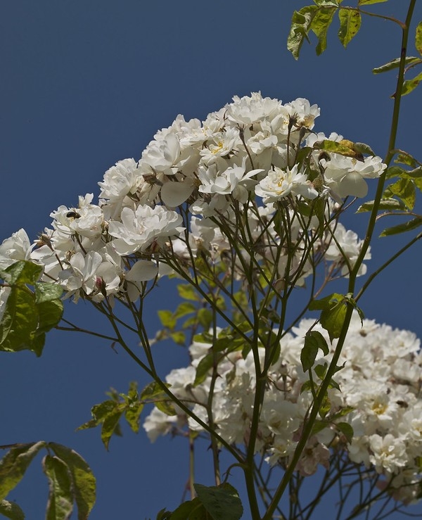 Rosa 'Bobbie James' (hybrid wichurana rose) | North Carolina Extension ...