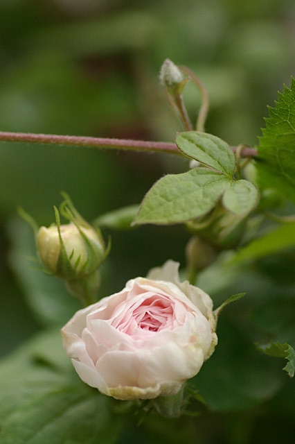 Rosa 'Felicite Parmentier' (Felicite Parmentier Alba rose) | North ...