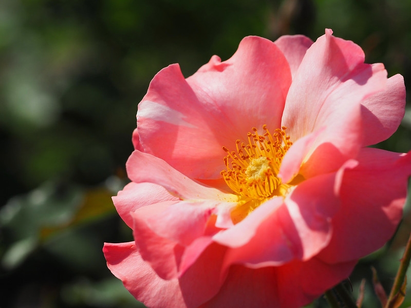 Rosa First Light 'DEVrudi' (First Light rose) | North Carolina ...