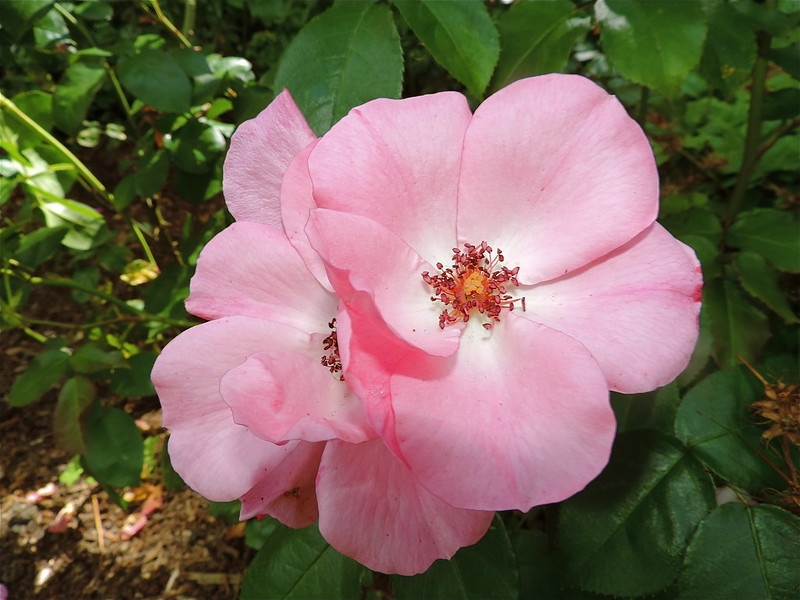 Rosa First Light 'DEVrudi' (First Light rose) | North Carolina ...