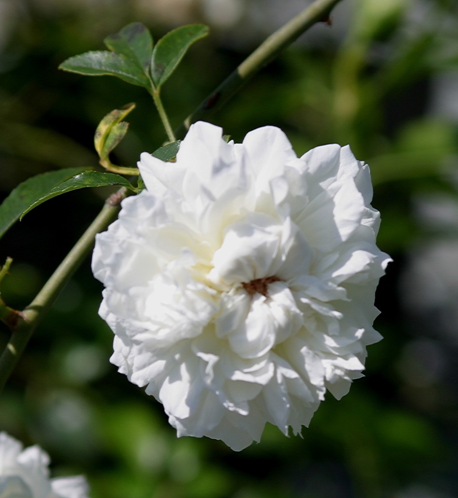 Rosa 'Fortuniena' (Fortuniena rose) | North Carolina Extension Gardener ...