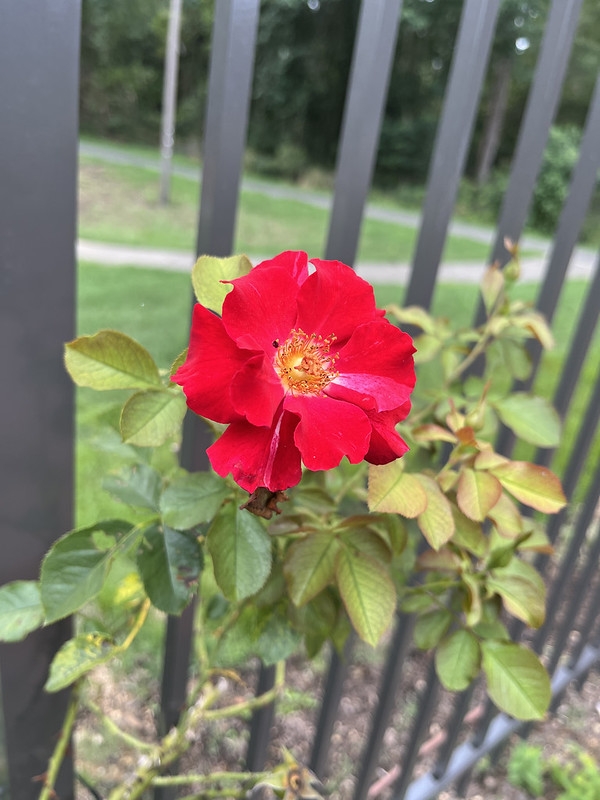 Rosa Fourth of July™ 'WEKroalt' (Crazy for You, Fourth of July, Hanabi ...