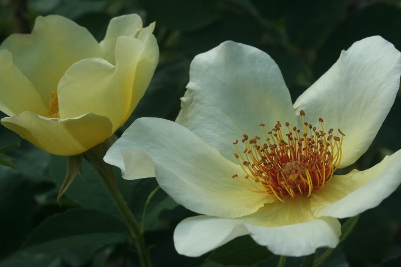 Rosa 'Golden Wings' (Golden wings rose) | North Carolina Extension ...