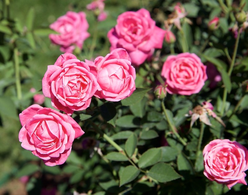 Rosa 'Hermosa' (Hermosa rose) | North Carolina Extension Gardener Plant ...