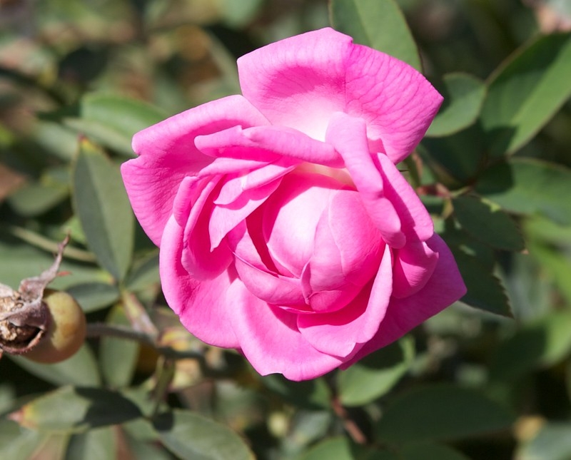 Rosa 'Hermosa' (Hermosa rose) | North Carolina Extension Gardener Plant ...