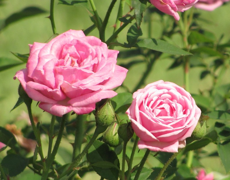 Rosa 'Hermosa' (Hermosa rose) | North Carolina Extension Gardener Plant ...