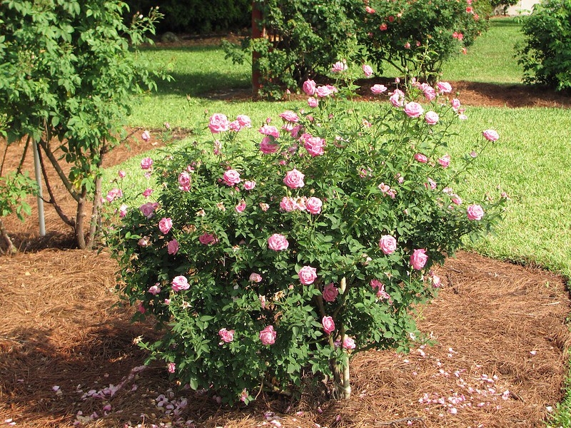 Rosa 'Hermosa' (Hermosa rose) | North Carolina Extension Gardener Plant ...