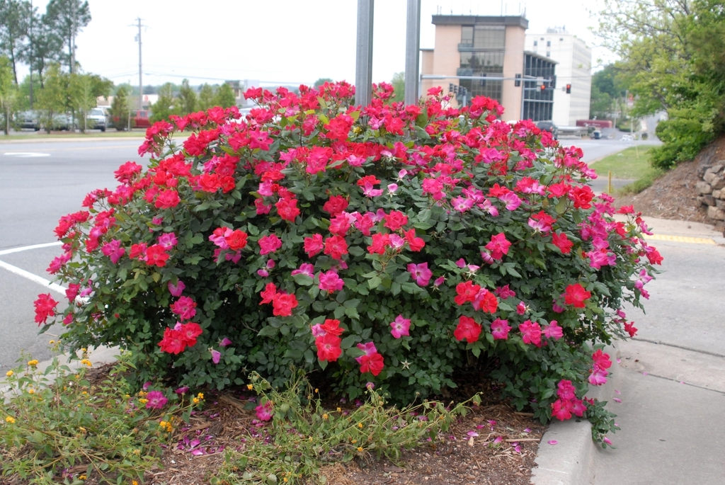 Pink Double Knock Out® - Rosa Knock Out® Group | North Carolina ...