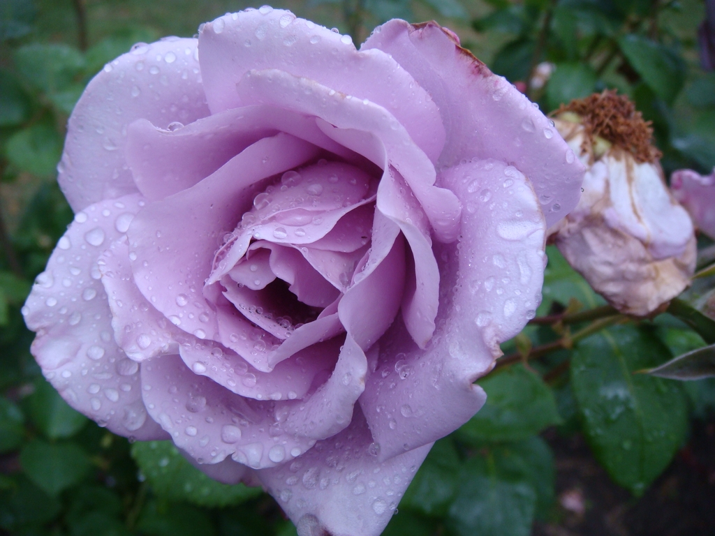 Rosa Lilac 'AUSlilac' (Lilac Rose) | North Carolina Extension Gardener ...