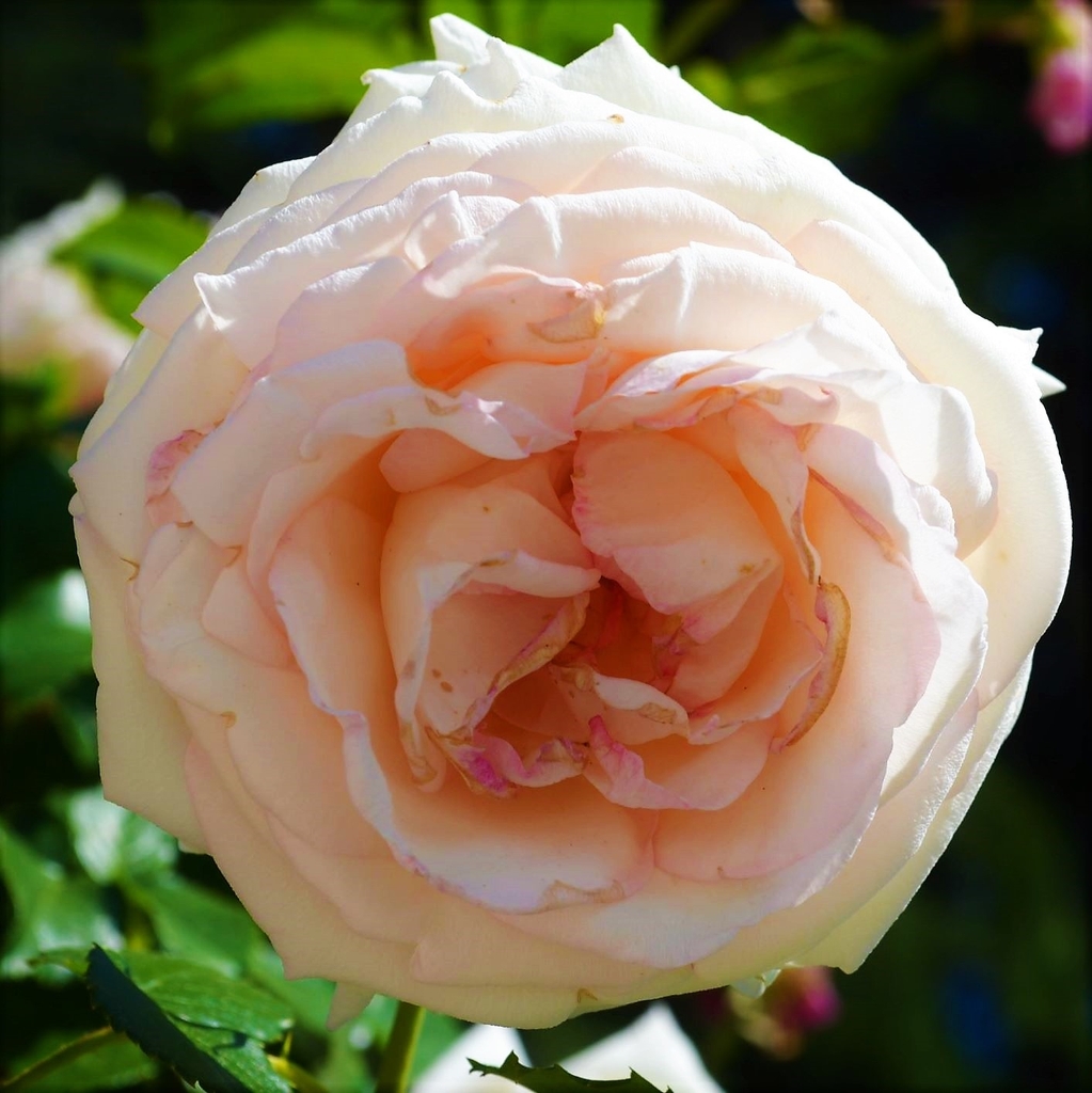 Rosa Pierre de Ronsard® 'Meiviolin' (Eden Climber® Rose, 'Eden Rose ...