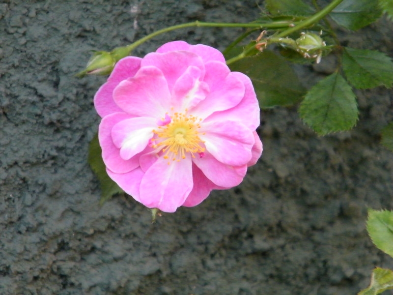 Magic Carpet rose (Rosa Magic Carpet 'JAClover') Care Guide