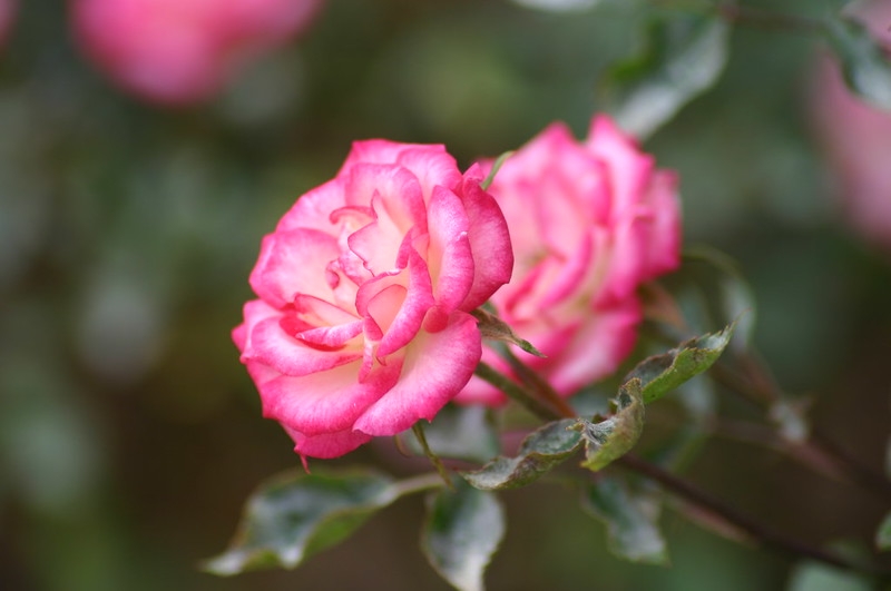 Rosa Magic Carrousel 'MOORcar' (Magic Carousel, MORrousel) | North ...
